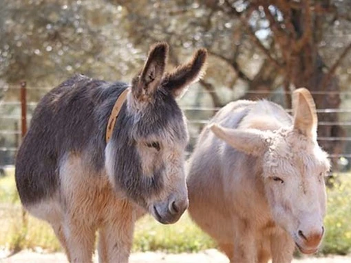 dwarf donkeys size